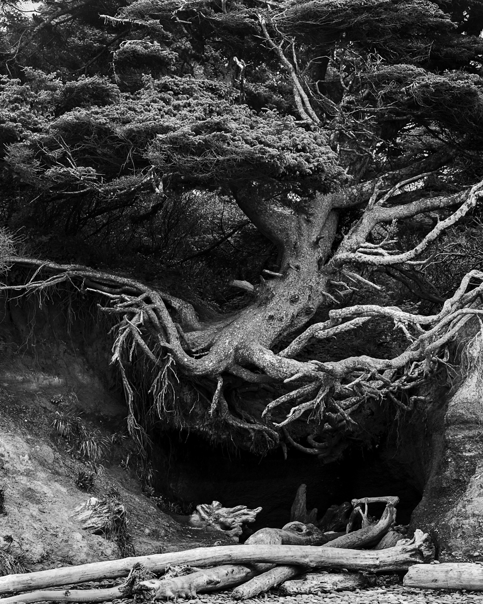 Olympic_Tree – Ethan Confer Photography